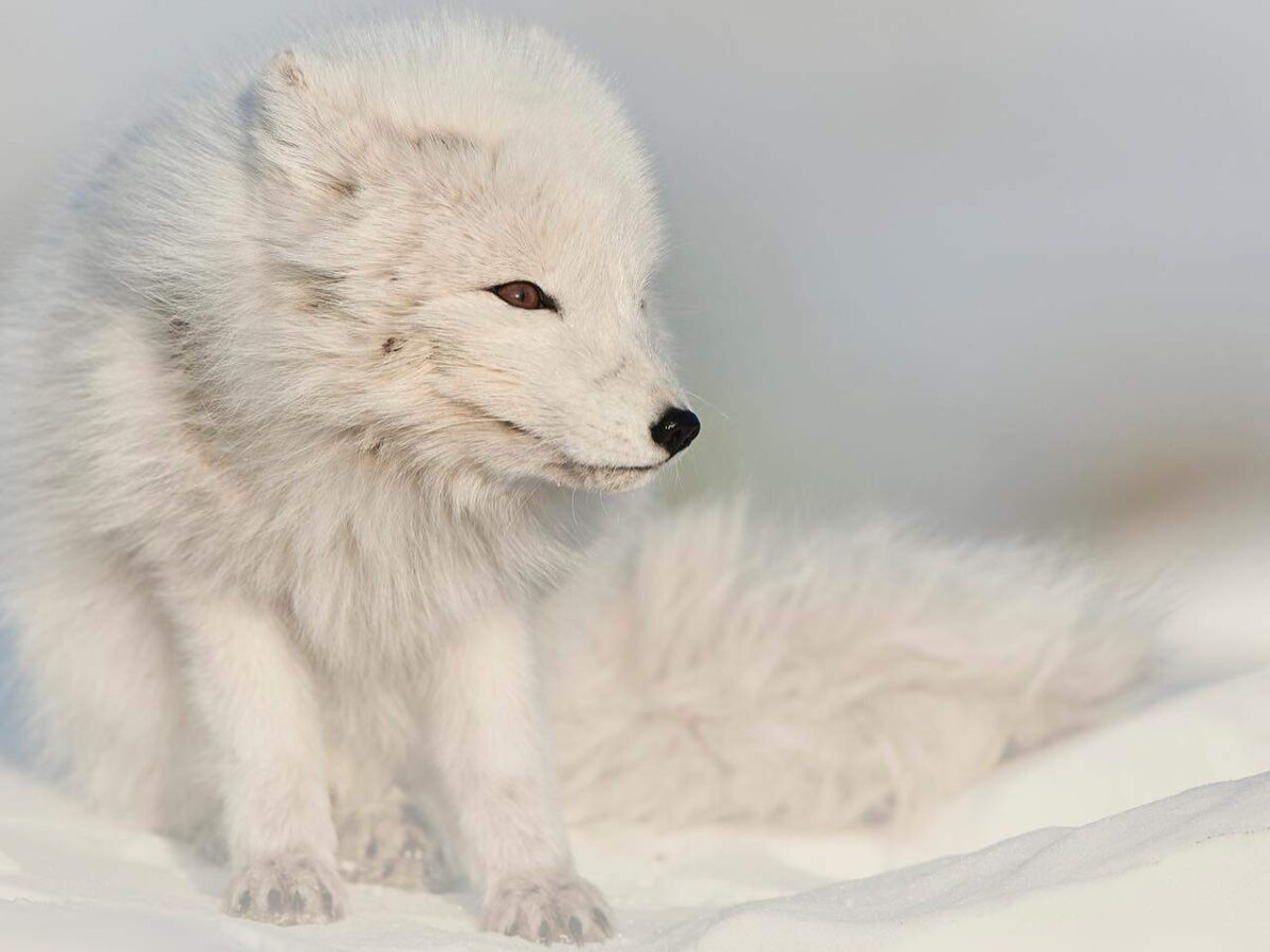 Arctic Fox Pet Arctic Fox Animal Facts For Kids Characteristics