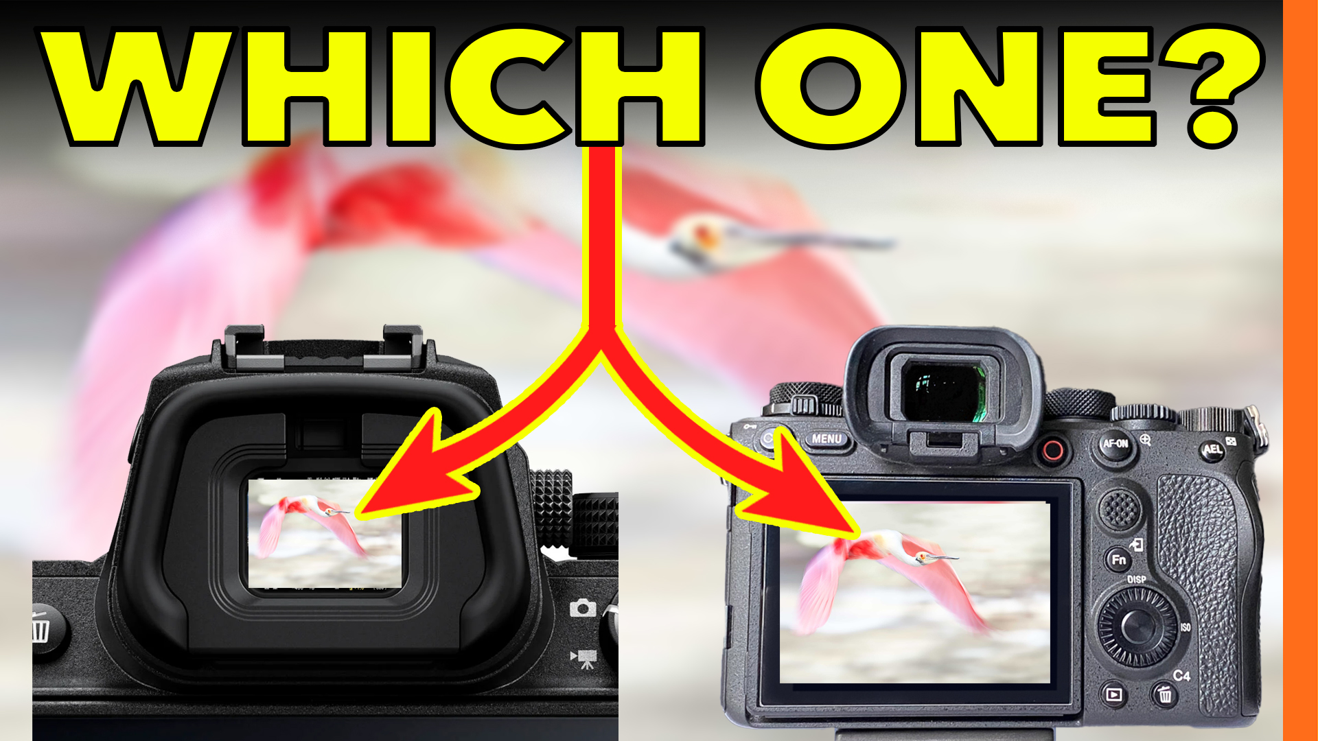Why Using the Viewfinder Improves Your Photography